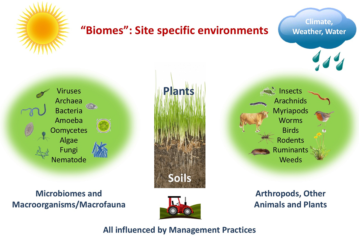 About Phytobiomes | International Phytobiomes Alliance